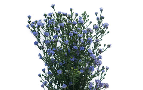 Aster - Azul - sunny flowers